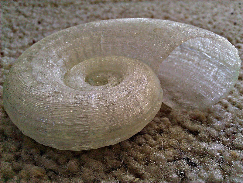 OpenSCAD Nautilus Shell - 3D Printable Model on Treatstock